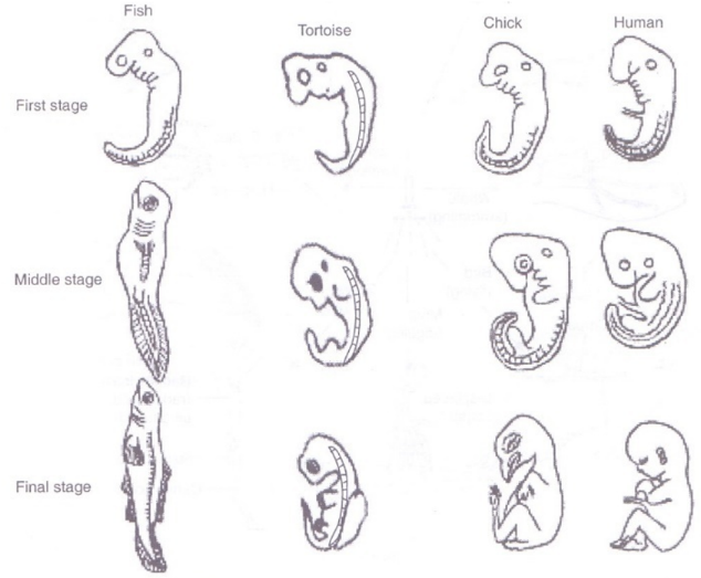 Comparative embryology | KALA