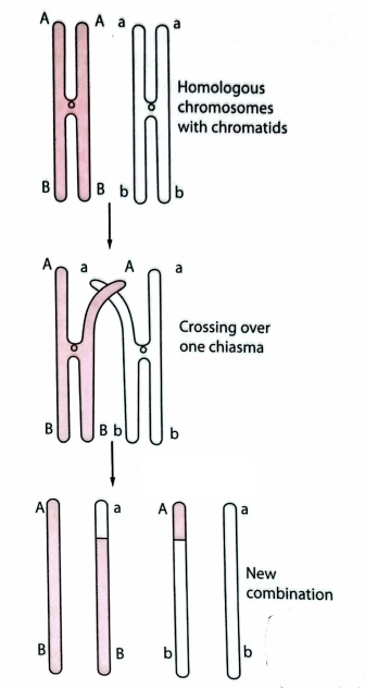 Effects of Crossing Over on Linked Genes - KALA